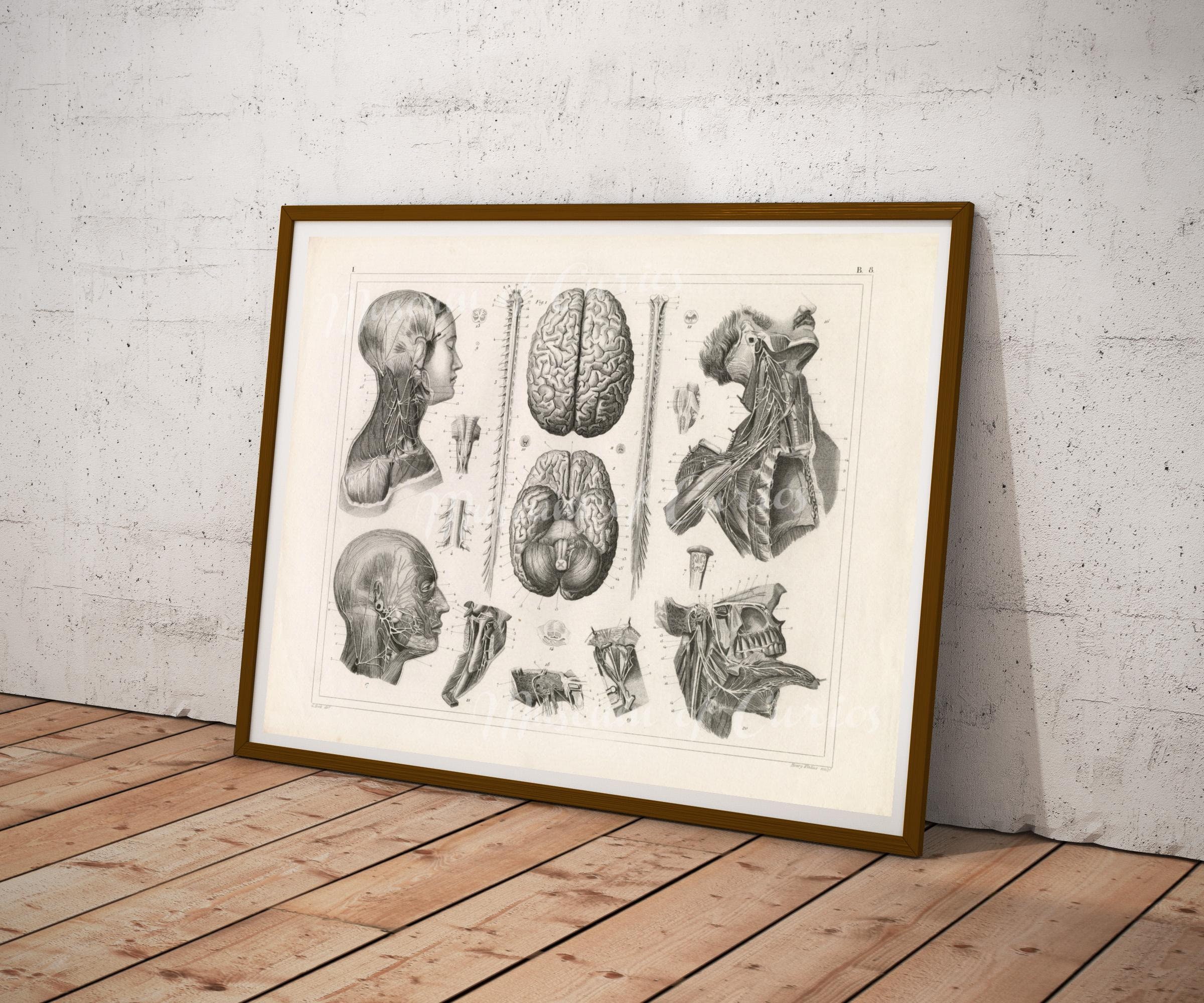 Digital 1850 Printable Human Cranium Brain Skull Anatomy - Etsy