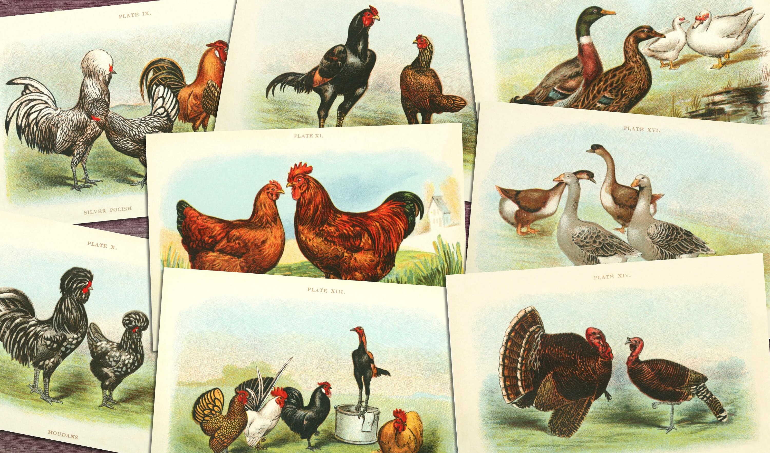 Digital, 16 Poultry Cards, 1913, Roosters, Geese, Ducks, Hens, INSTANT ...