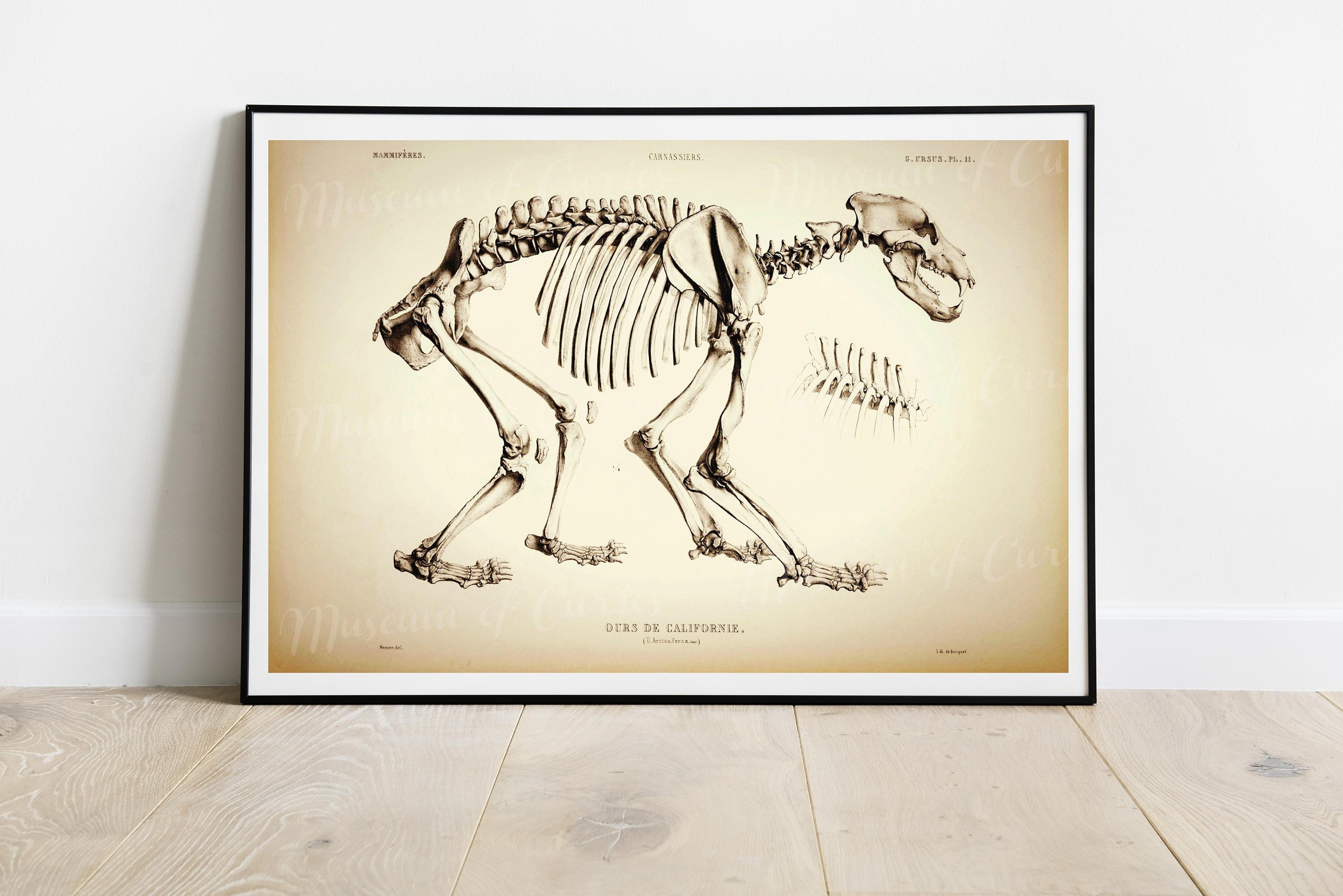 Grizzly Bear Skeleton Diagram