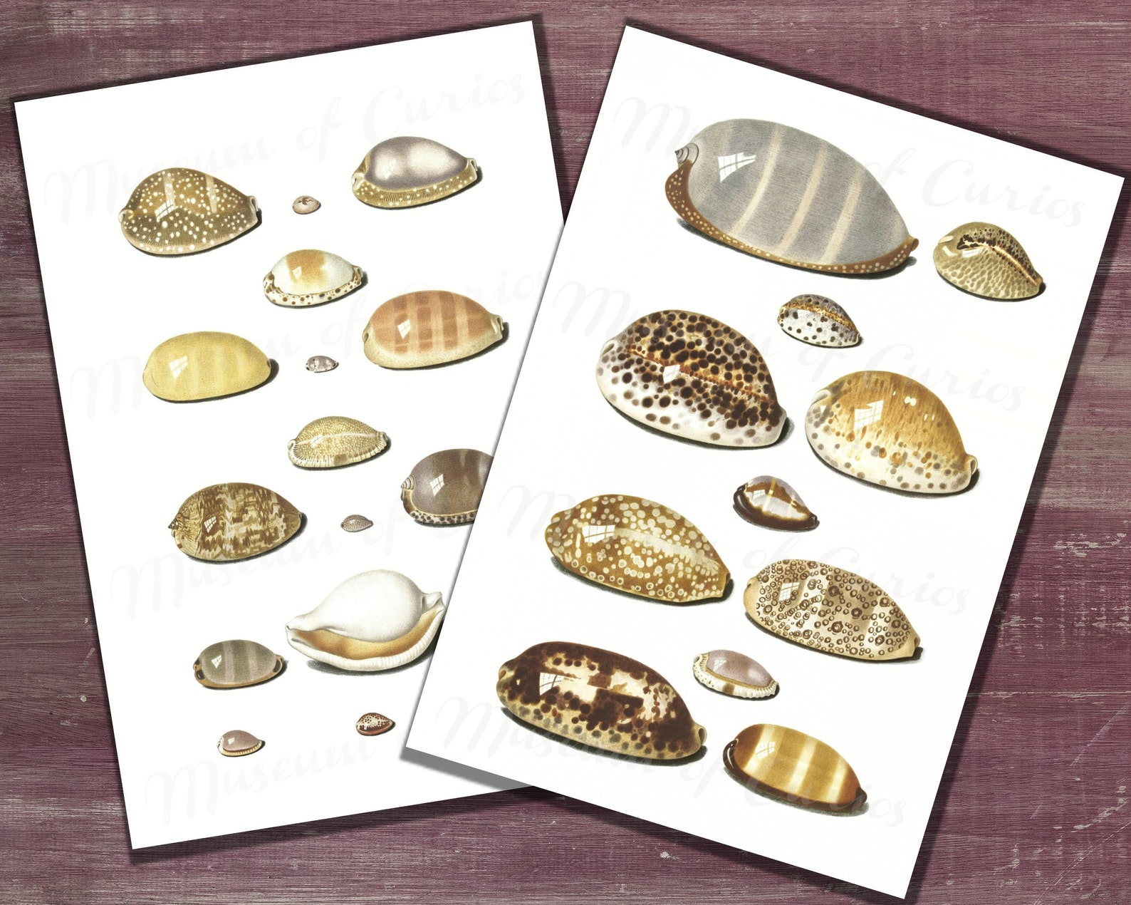 Digital, Two Cowrie Shell Prints by Johann Gustav Hoch, 1700s, INSTANT ...