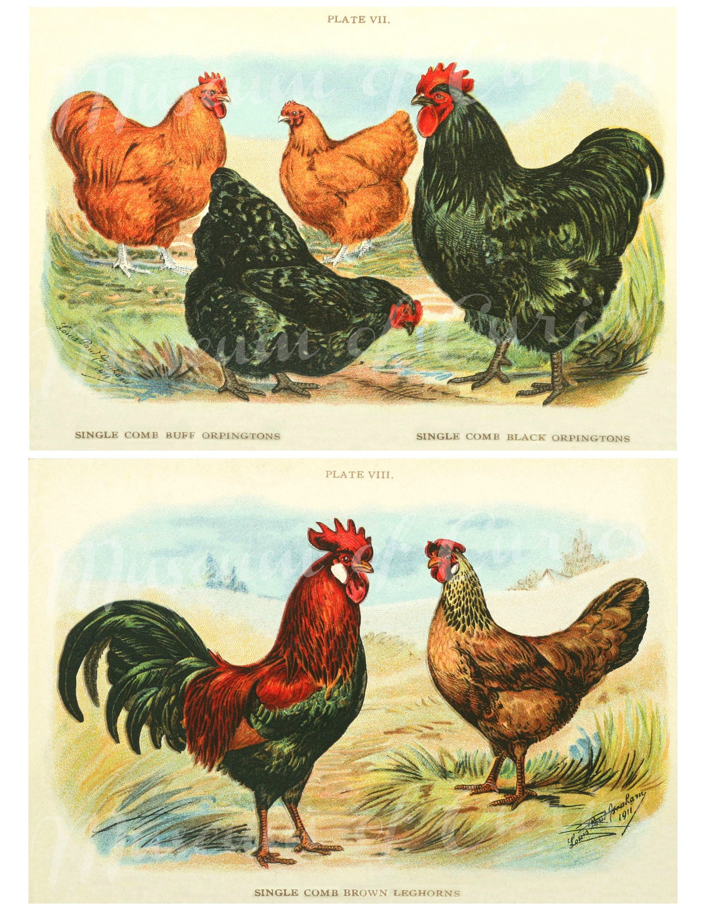Digital 16 Poultry Cards 1913 Roosters Geese Ducks Hens | Etsy