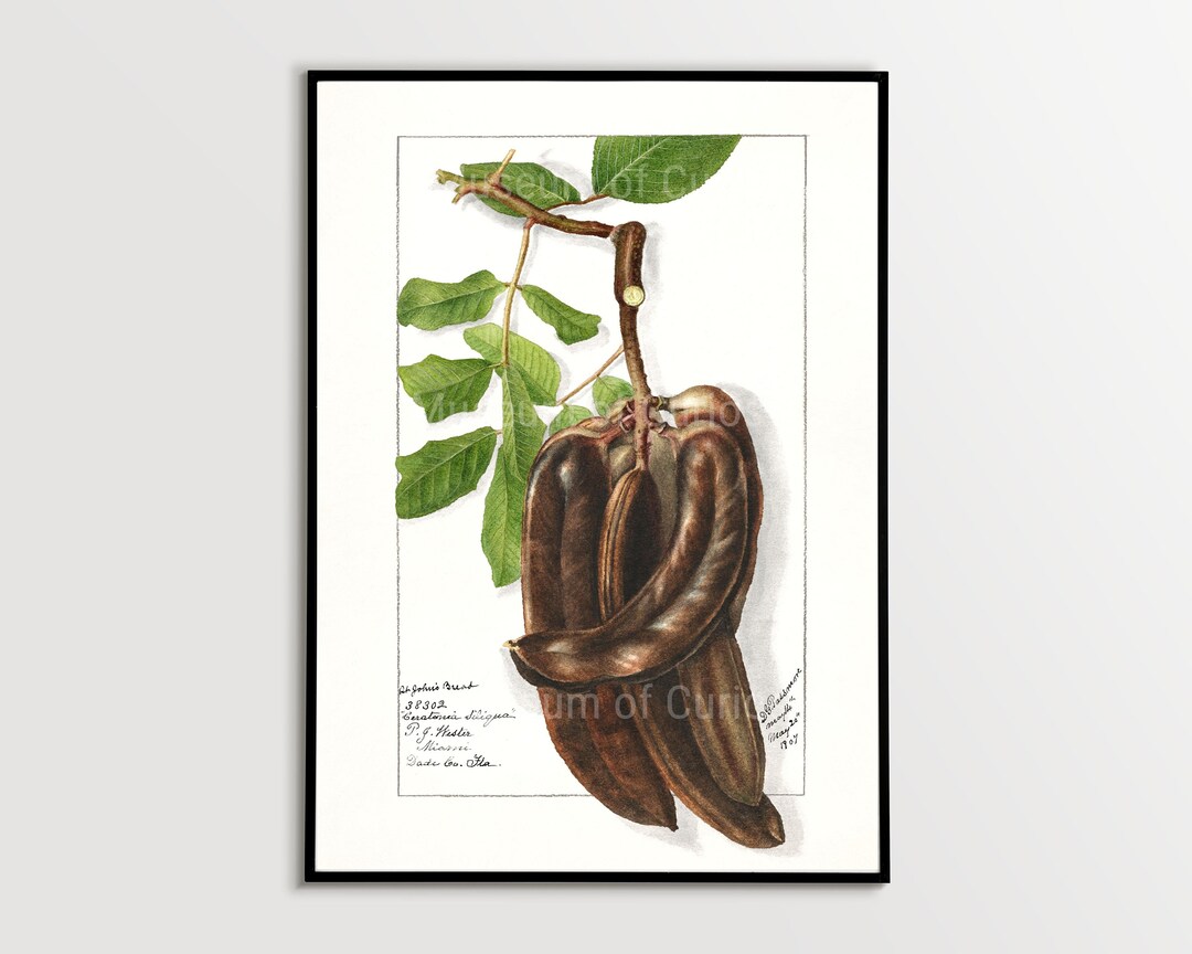 Carob Plant Print: Vintage Botanical Watercolor Art (digital Download ...