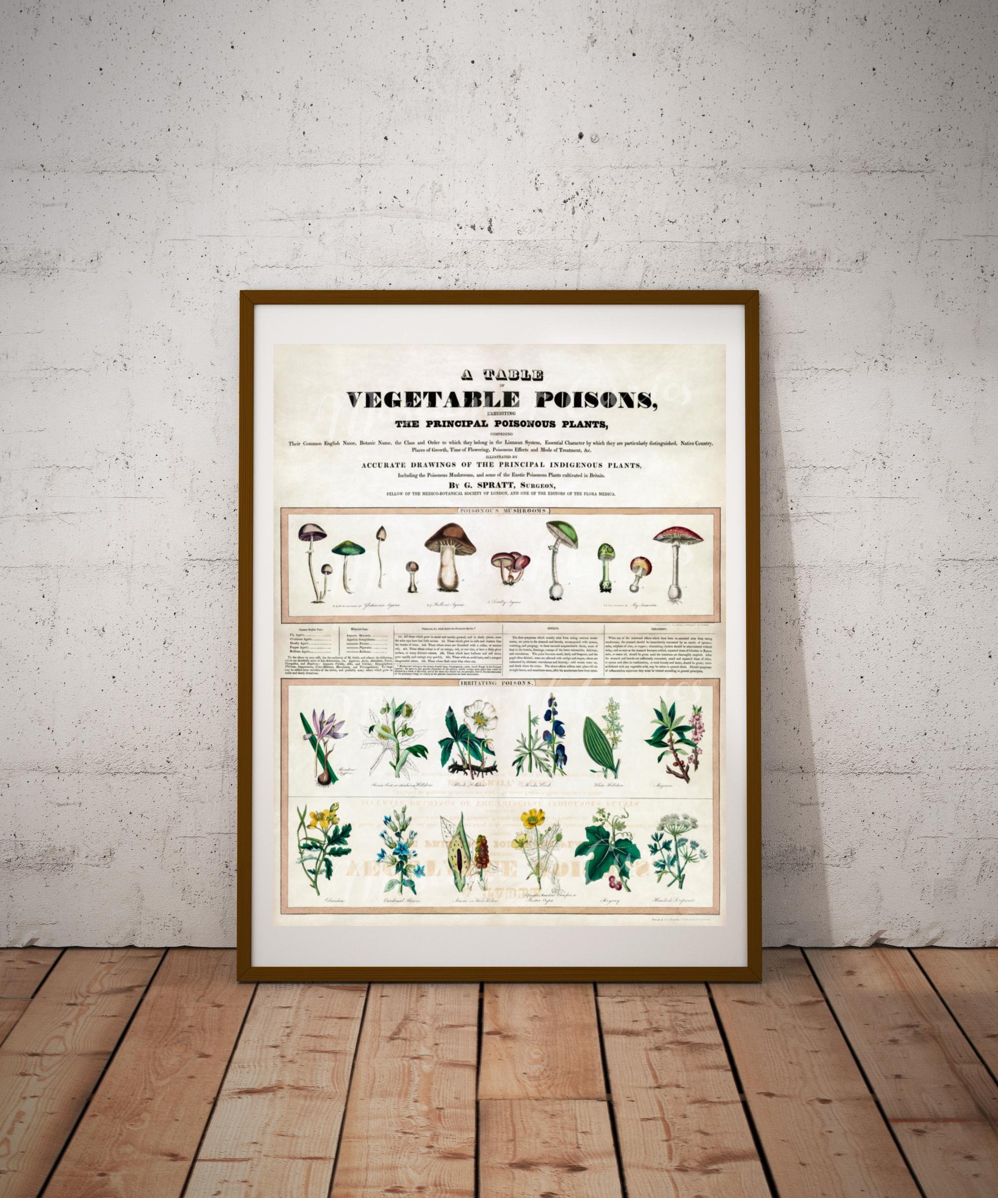 Digital, 1840-50, Botanical Chart, Table of Vegetable Poisons ...