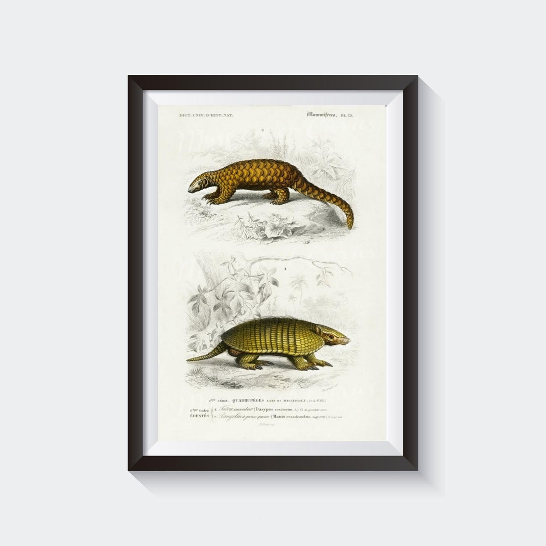 Digital, 1892, Indian Pangolin, Yellow Armadillo, Charles Dessalines ...