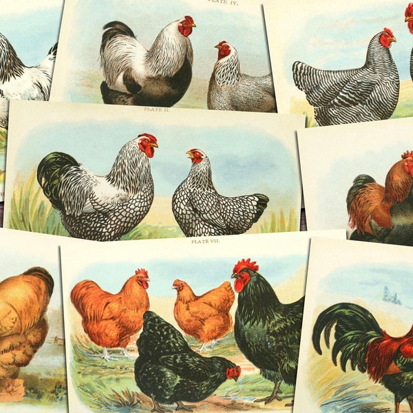 Poultry - Etsy
