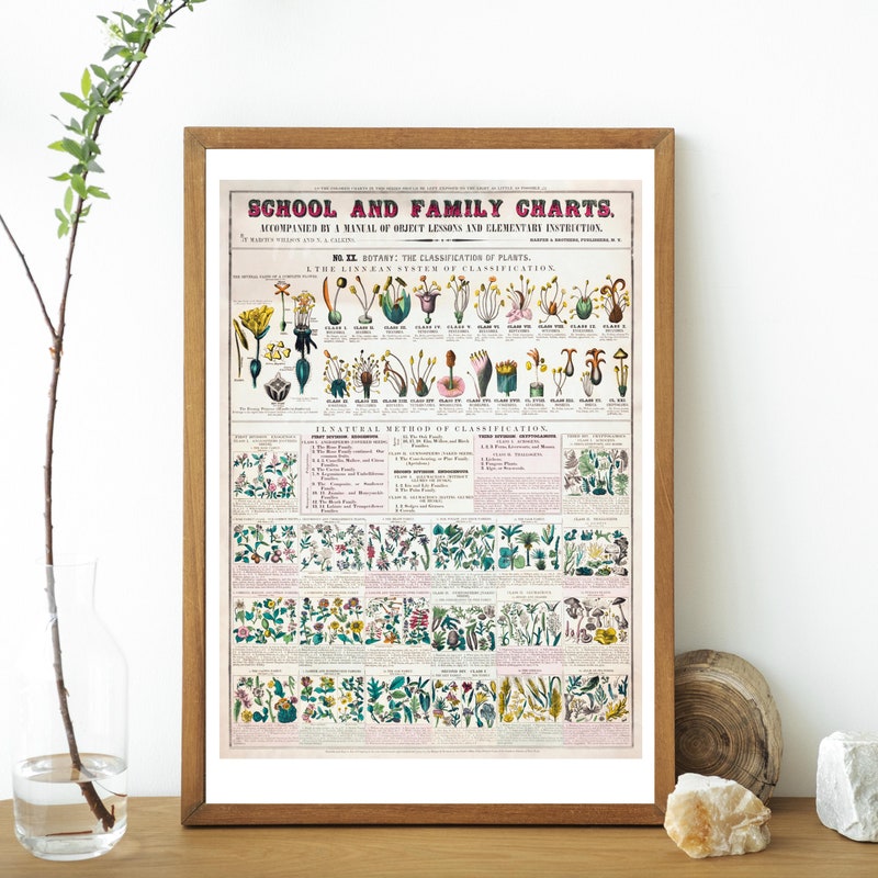 Classification Chart - Etsy