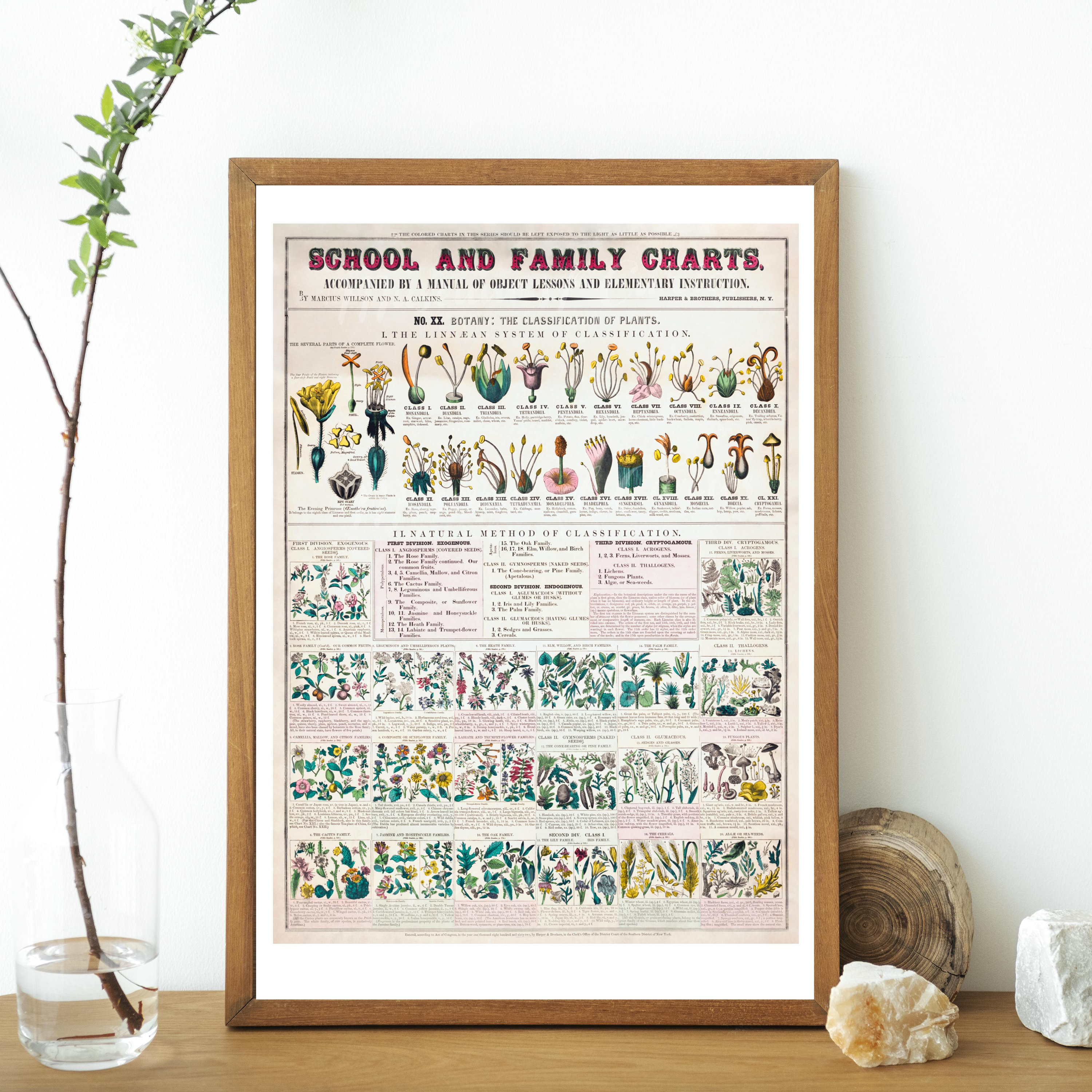 Botany Plants Classification