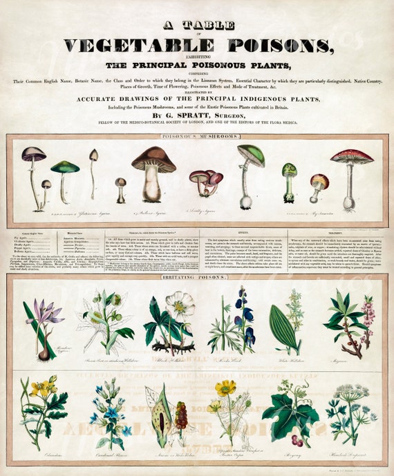Digital 1840-50 Botanical Chart Table of Vegetable Poisons - Etsy Canada