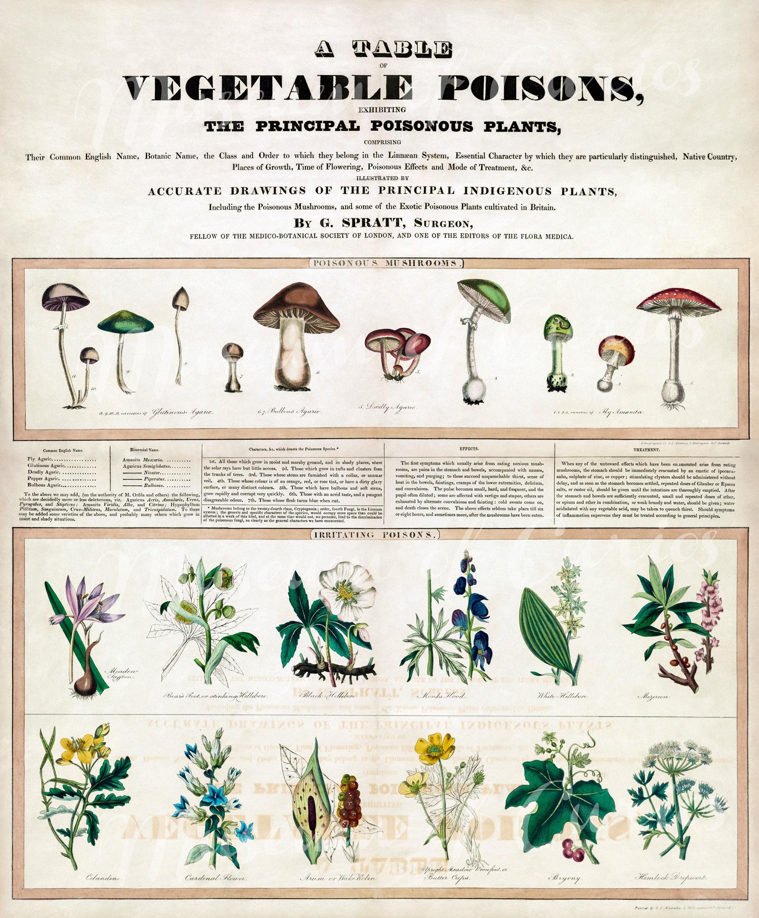 Digital, 1840-50, Botanical Chart, Table of Vegetable Poisons ...