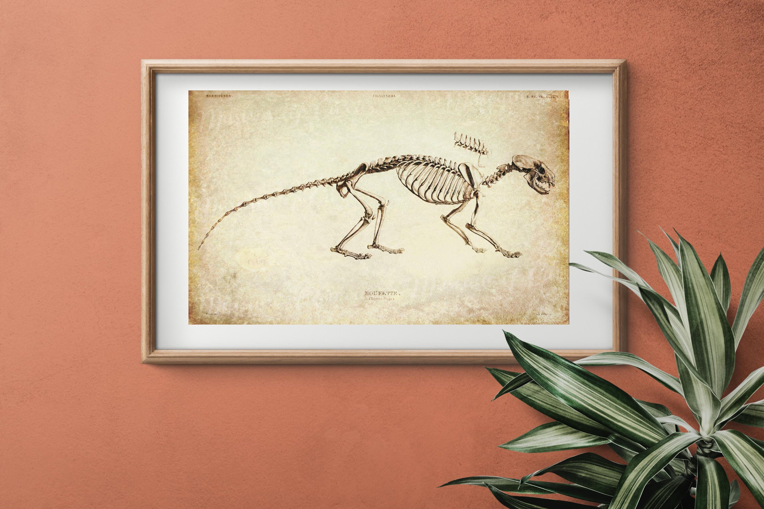 Skunk Skeleton Diagram