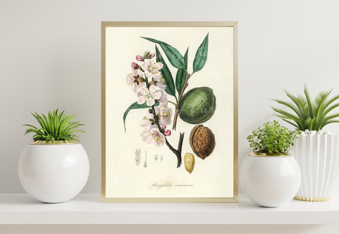 Digital Print, 1836 the Almond, Amygdalus Communis, Medical Botany ...