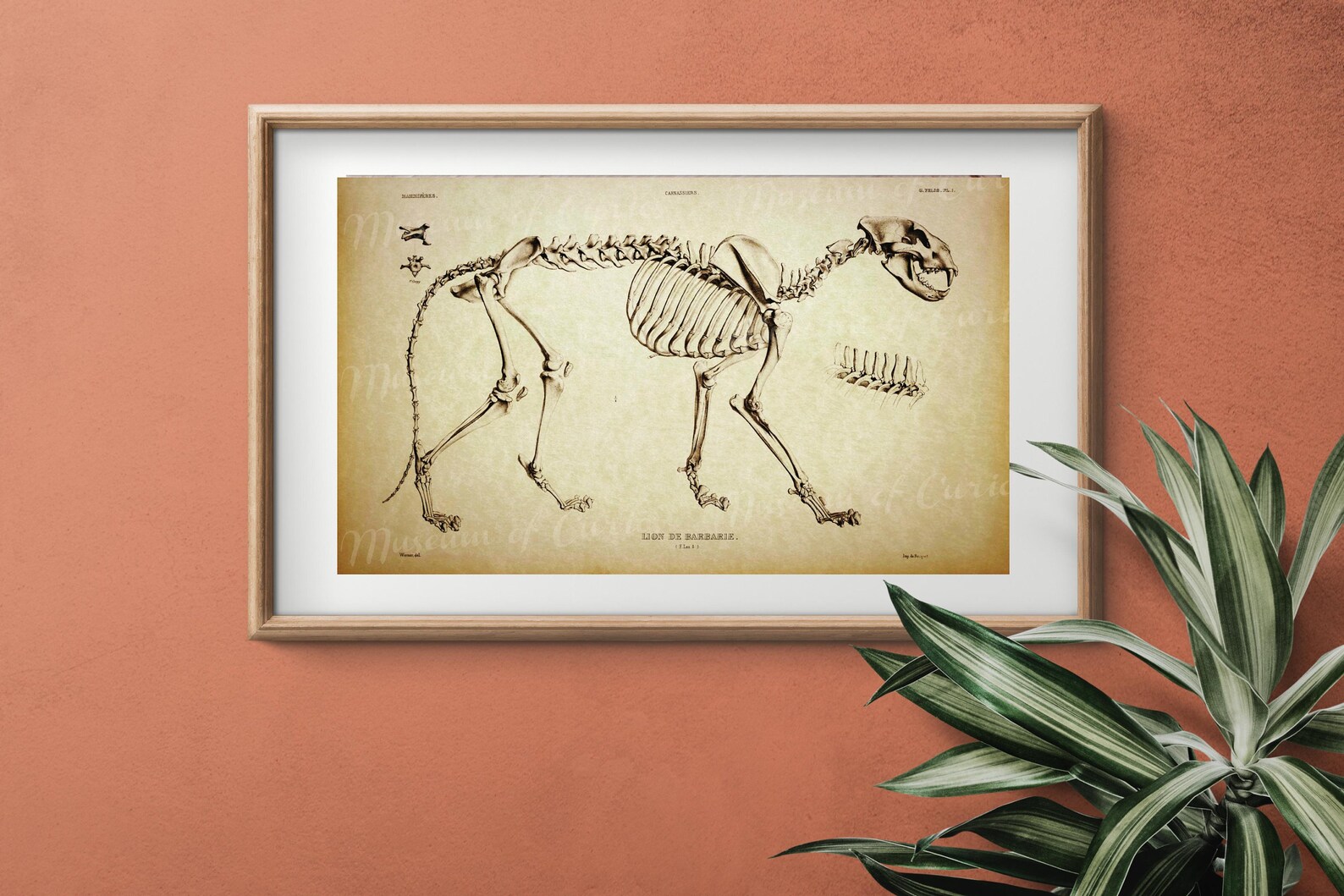 Digitale, Scheletro di leone berbero, 1839-1864, Osteografia, Ossa ...