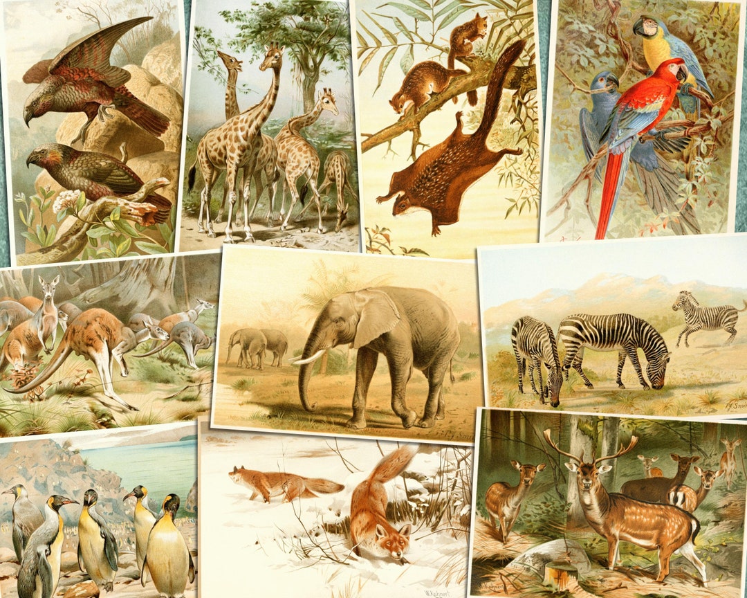 1800s Animal Drawings: Natural History Pen & Ink Illustrations Greeting ...
