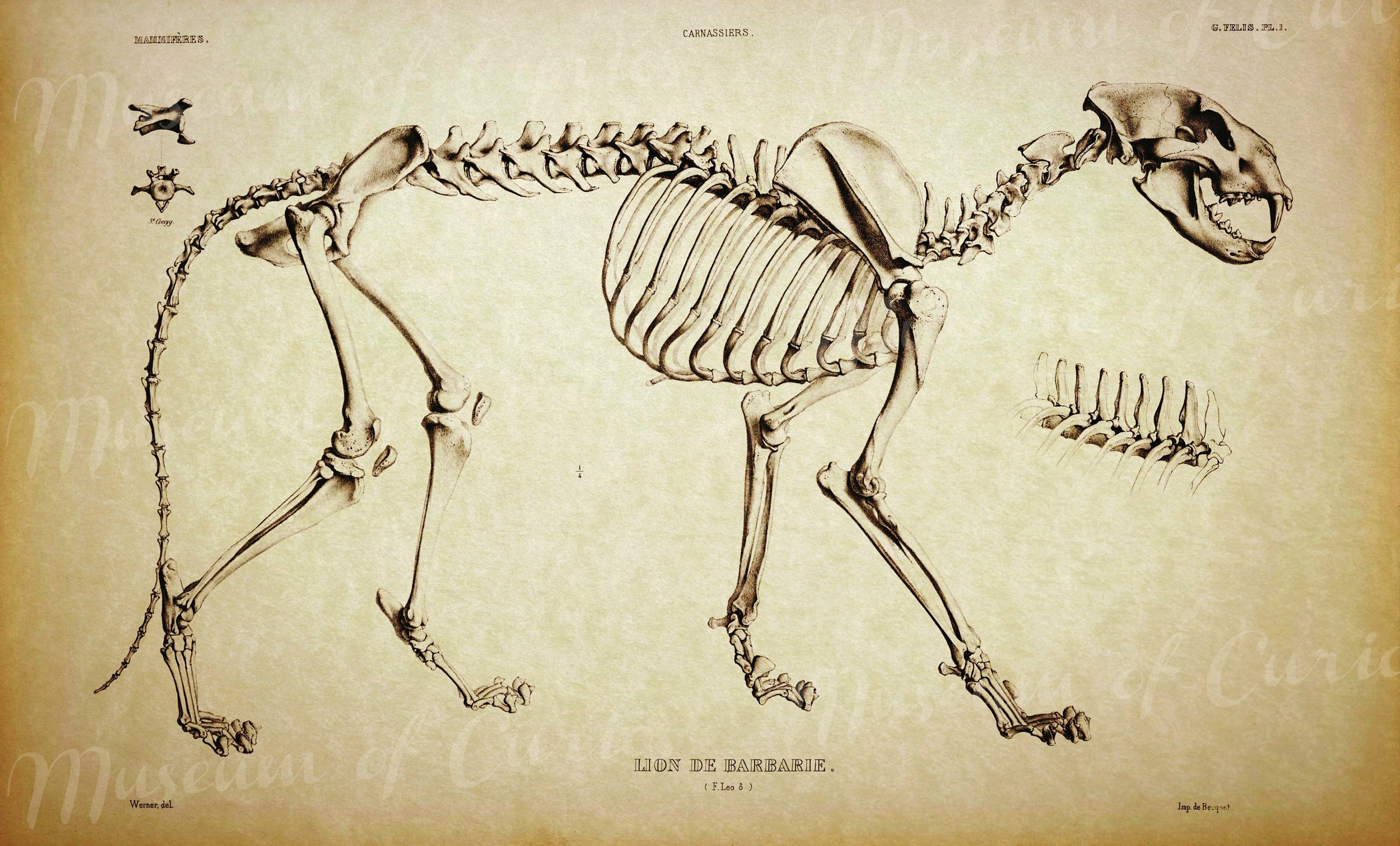 Digital Barbary Lion Skeleton 1839-1864 Osteographie Fossil | Etsy