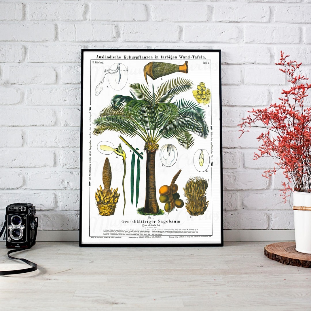 Sago Palm Tree Botanical Print: Vintage German Wall Art (digital ...
