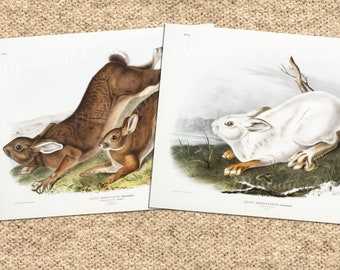 Audubon Snowshoe Hare Art Print, Northern Hare in Winter, White Rabbit ...