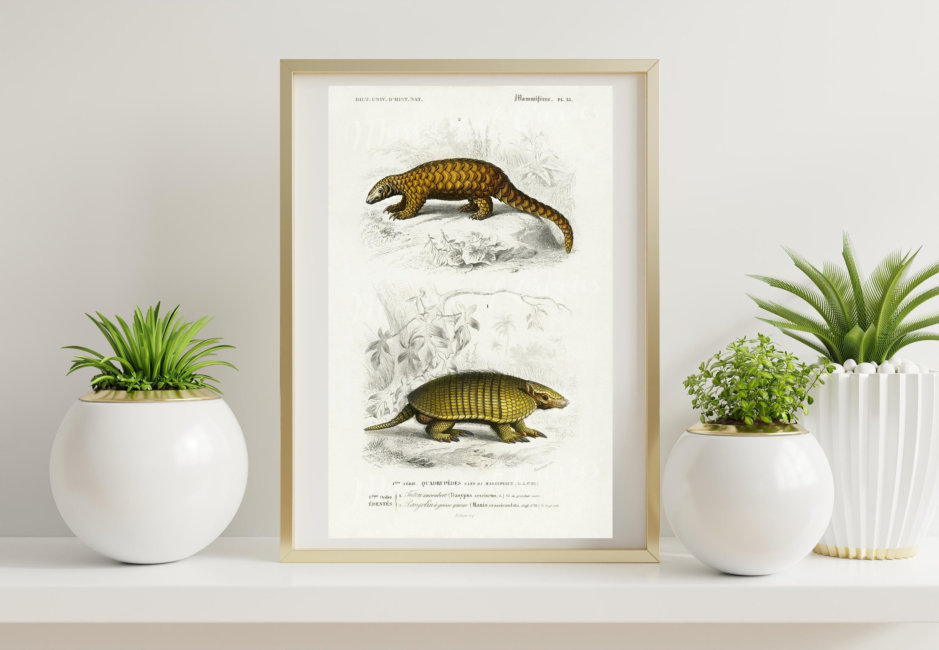 Digital, 1892, Indian Pangolin, Yellow Armadillo, Charles Dessalines ...