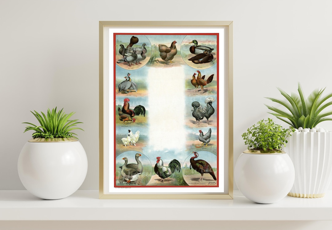 1894 Poultry Poster: Antique Lithograph Print (digital Download) - Etsy