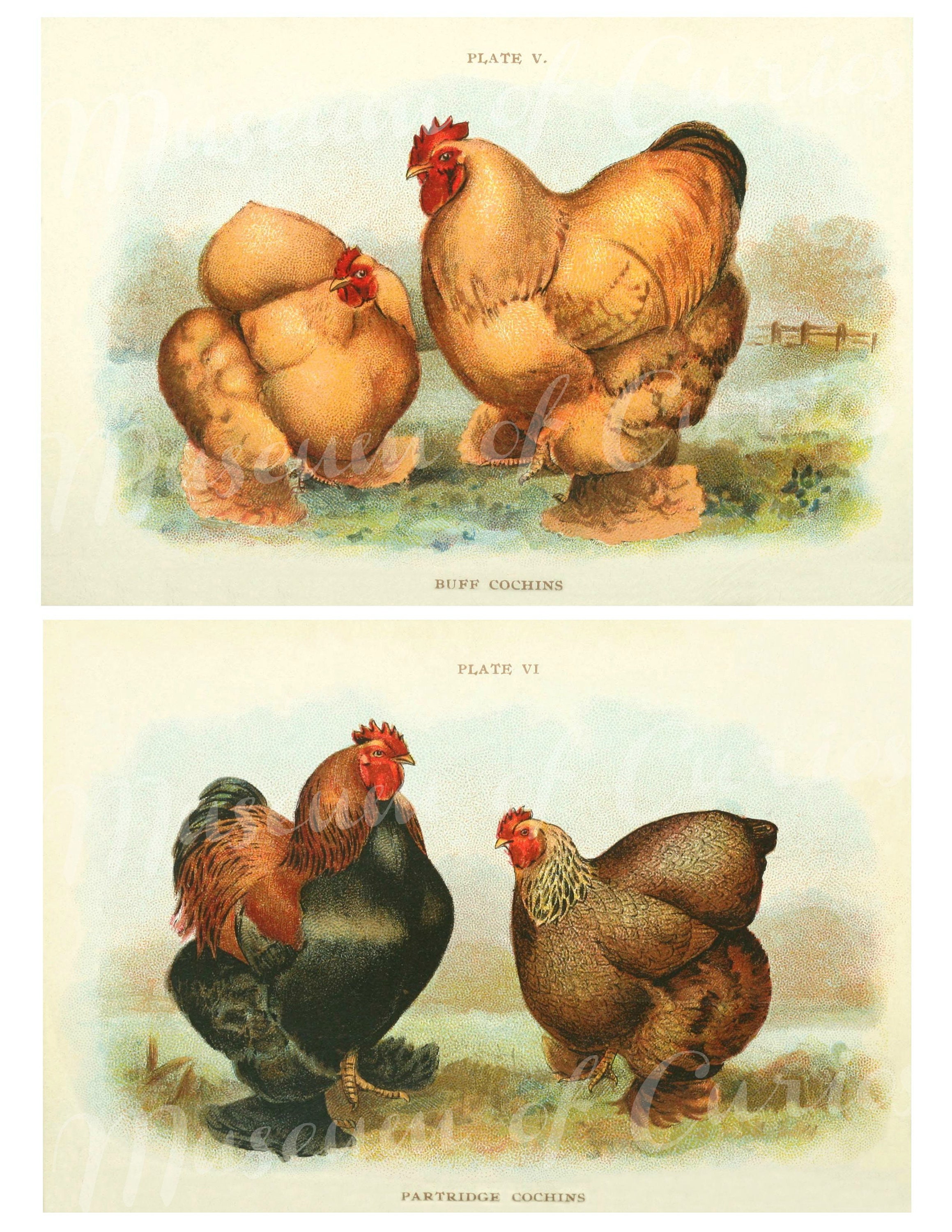 Digital 16 Poultry Cards 1913 Roosters Geese Ducks Hens - Etsy