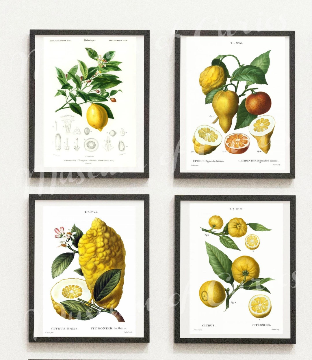 Digital Set 1 Four Lemon Citrus Fruit Prints Farmhouse - Etsy