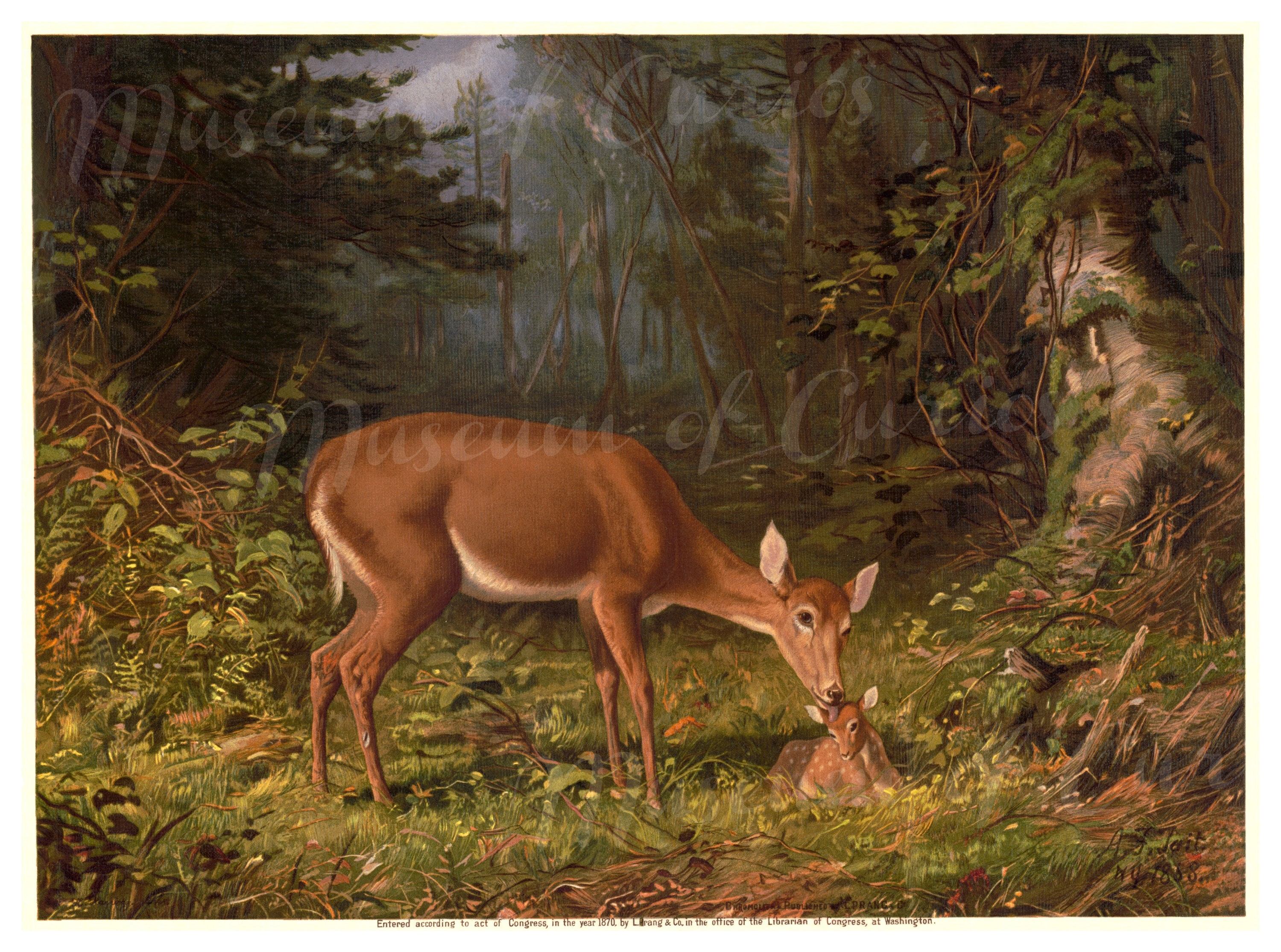 Digital, 1878, Doe, Mother Deer and Fawn, 'maternal Love' Arthur ...