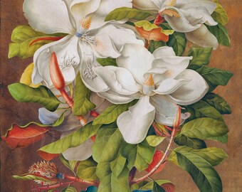 1700s Botanical Art - Etsy