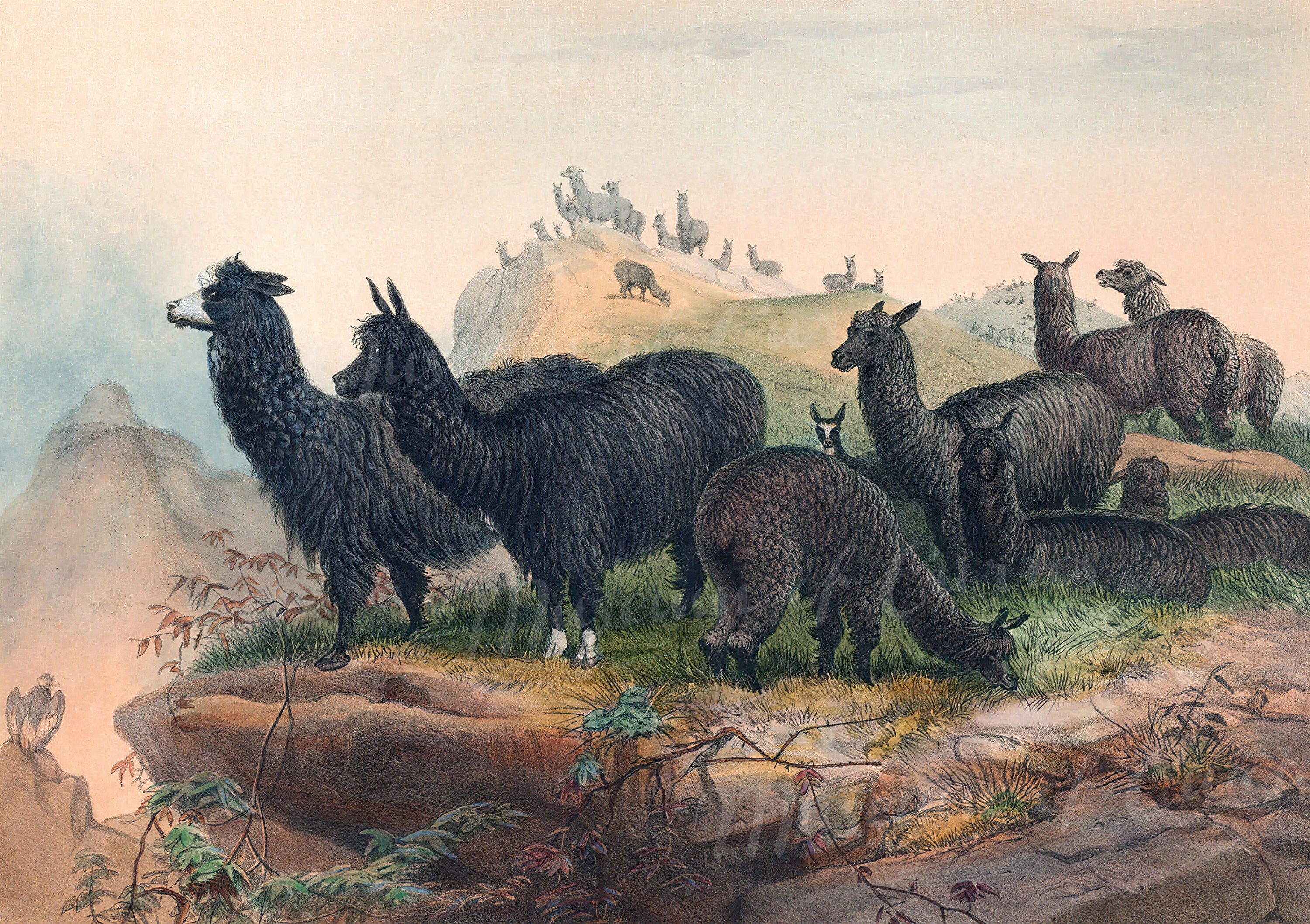 Digital 1861-1867 The Alpaca Joseph Wolf German Wildlife | Etsy
