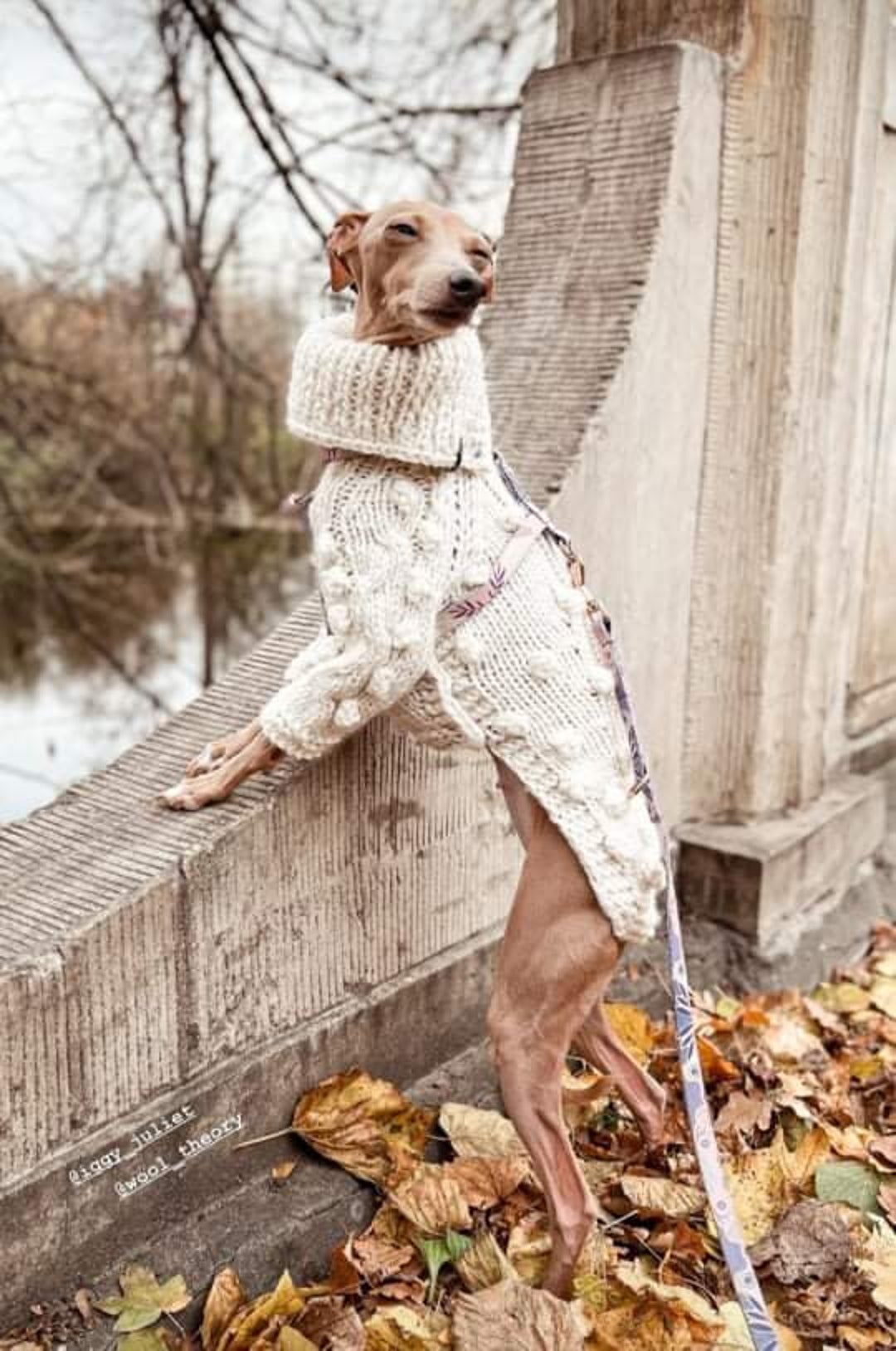 Italian Greyhound Clothes. Wool Sweater. Size S - Etsy