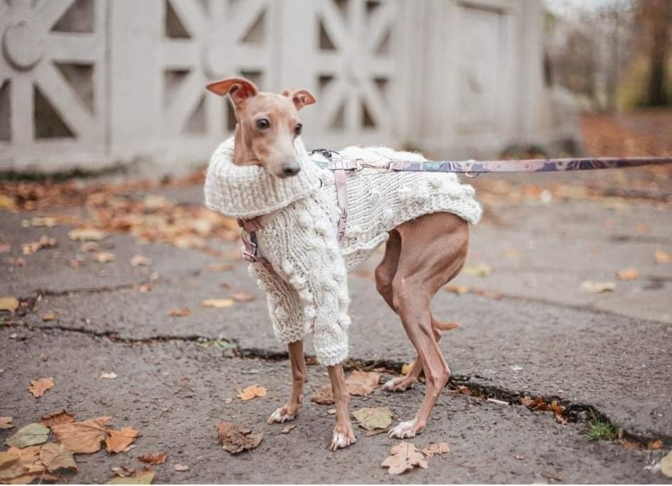 Italian Greyhound Clothes. Wool Sweater. Size S - Etsy