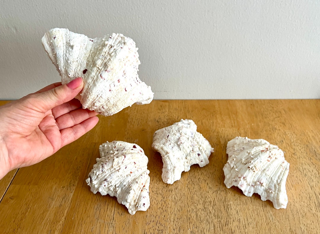 4 Hippopus Clam Bear Paw Half Shell - Etsy