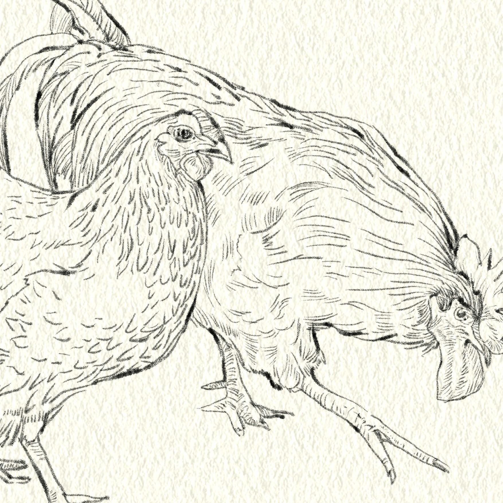 Sketch of a Chicken | Printeble Art | Country Art | Chicken Sketch ...