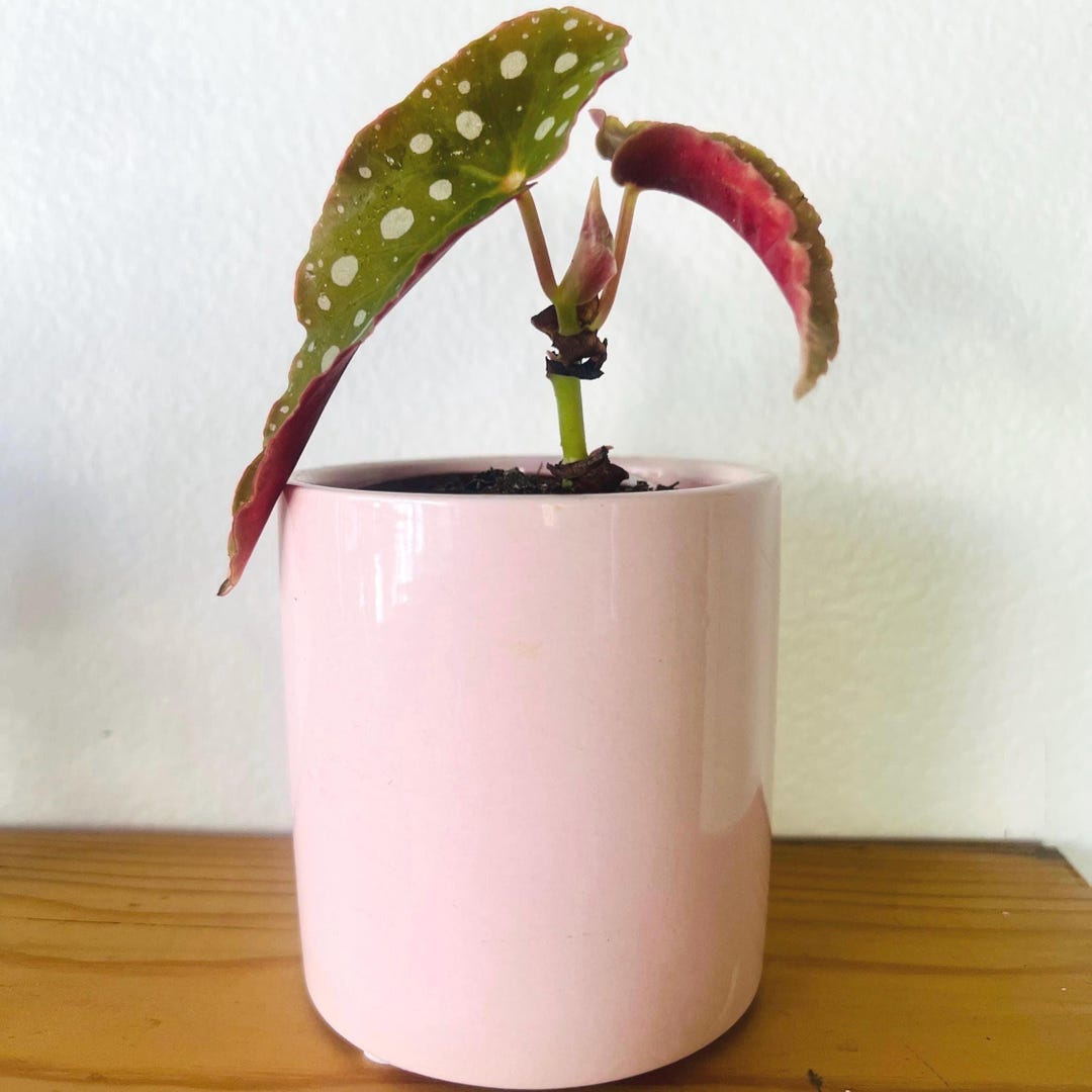 Valentine Mini Polka Dot Begonia Maculata W/pot of Choice &card - Etsy