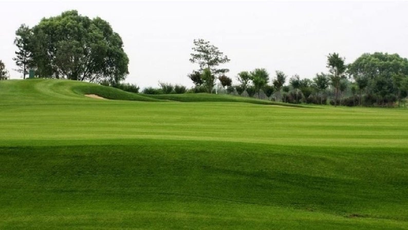 Korean Lawn Grass Seeds Plants Zoysia Tenuifoliaevergreen Etsy
