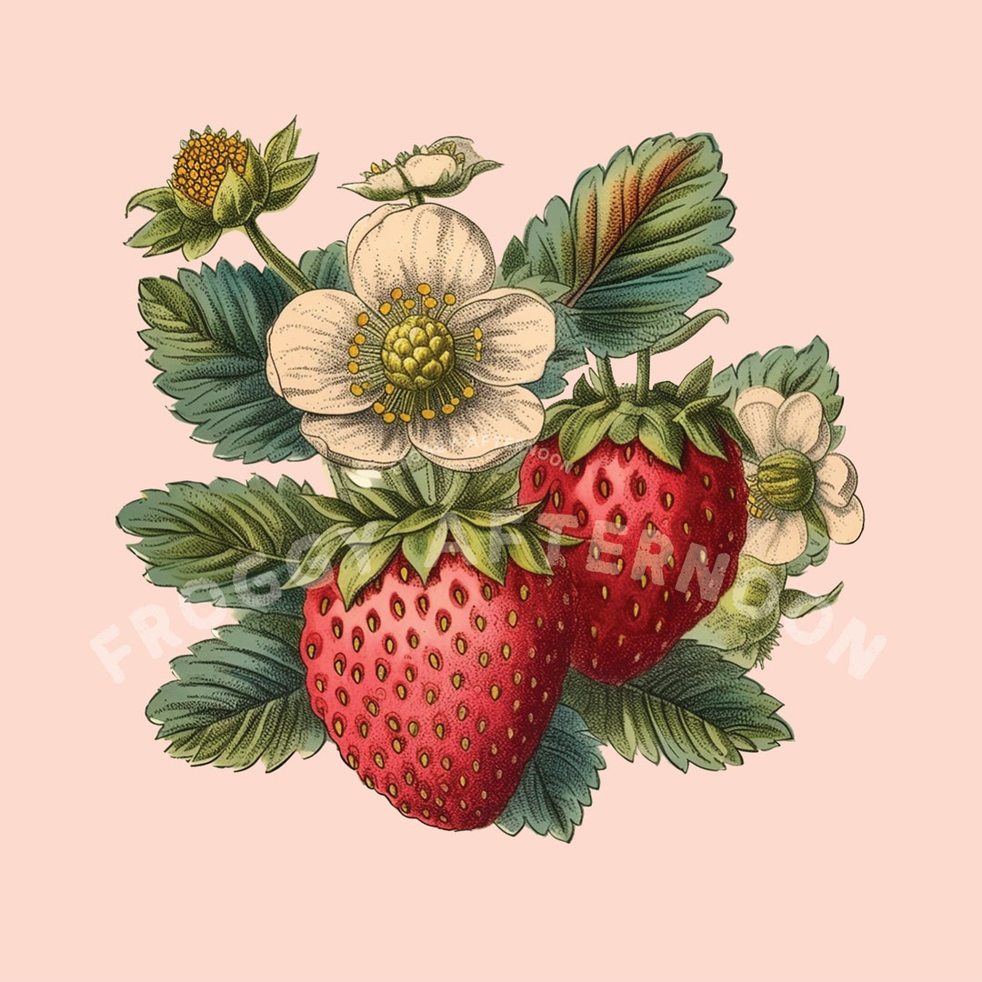 Transparent Vintage Strawberry PNG / Old-fashioned Strawberries With ...