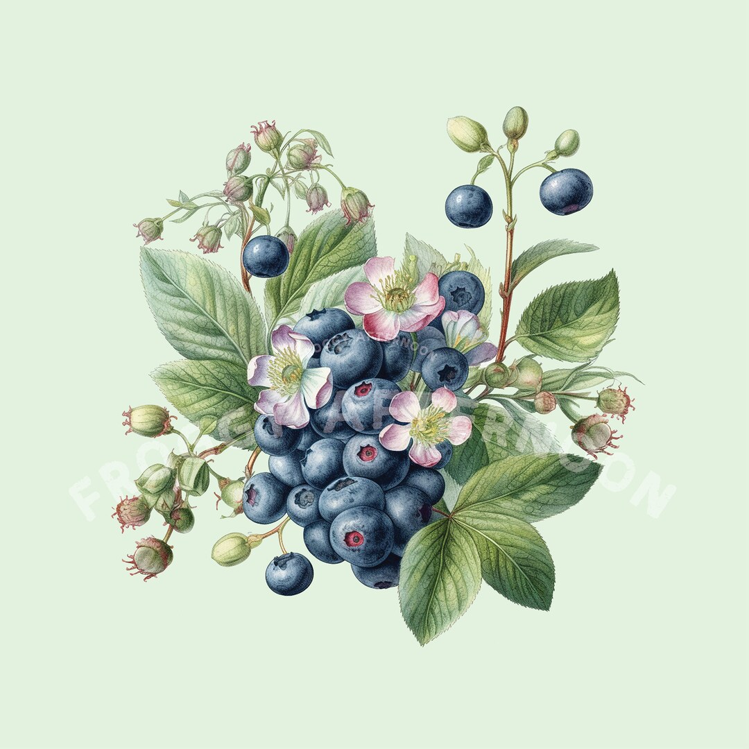 Transparent Vintage Blueberry PNG / Old-fashioned Blueberries Art for ...