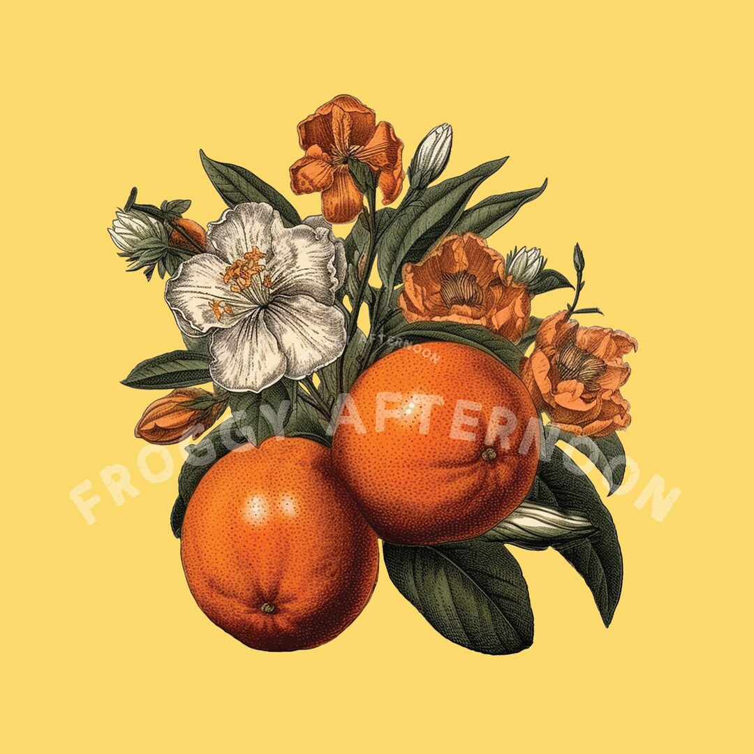 Transparent Vintage Orange PNG / Old-fashioned Oranges Art for Cards ...