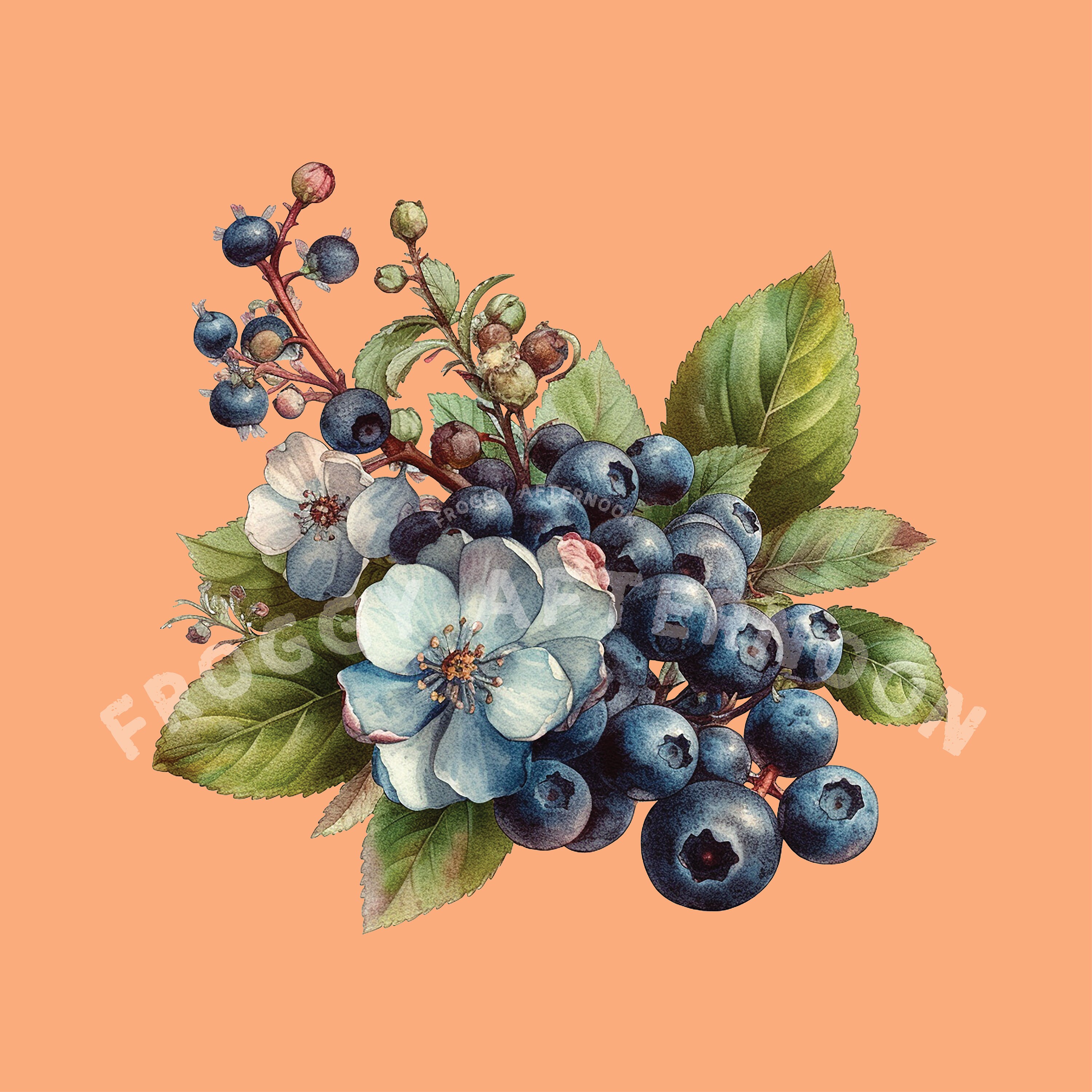 Transparent Vintage Blueberry PNG / Old-fashioned Blueberries Art for ...