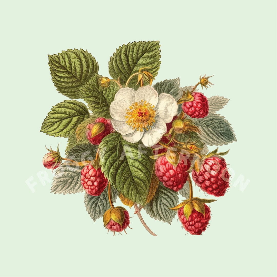 Transparent Vintage Raspberry PNG / Old-fashioned Raspberries Art for ...