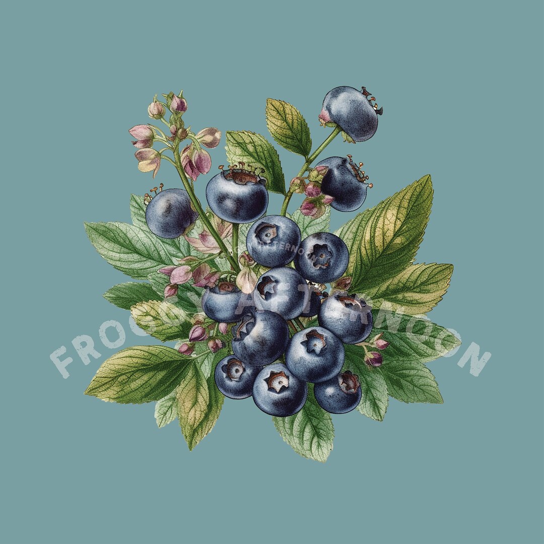 Transparent Vintage Blueberry PNG / Old-fashioned Blueberries Art for ...