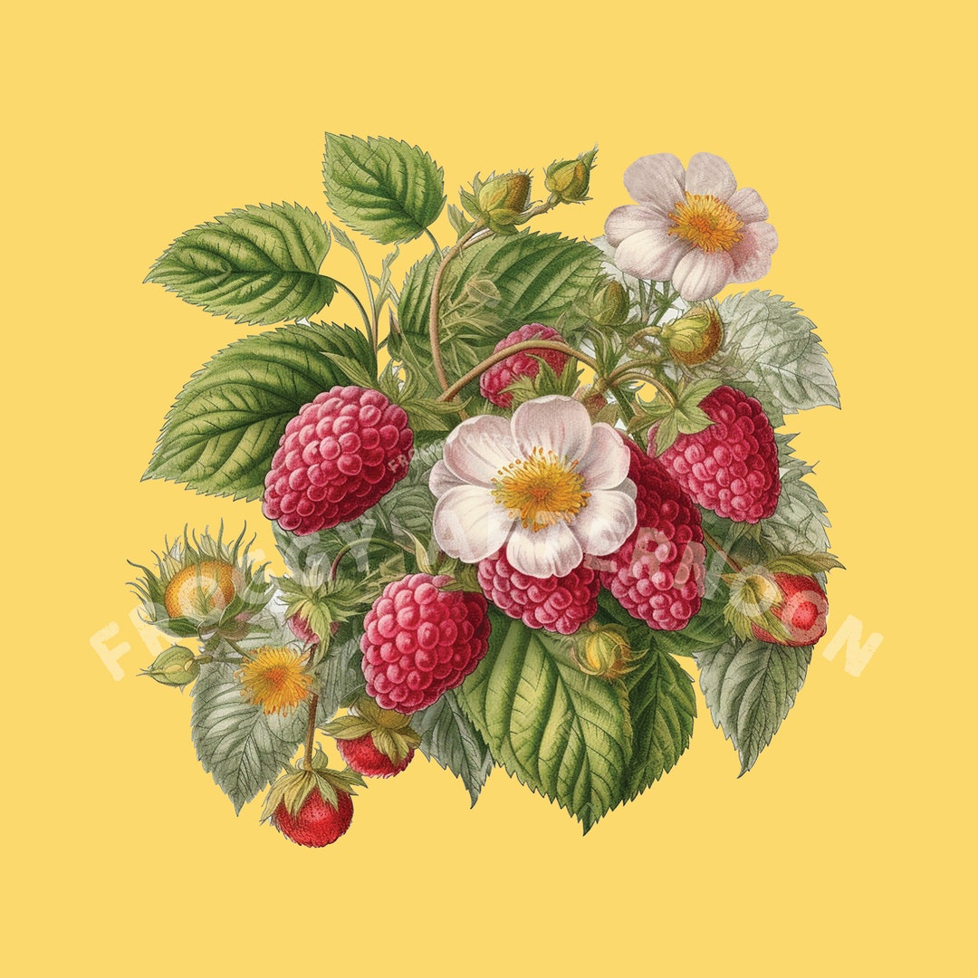 Transparent Vintage Raspberry PNG / Old-fashioned Raspberries Art for ...