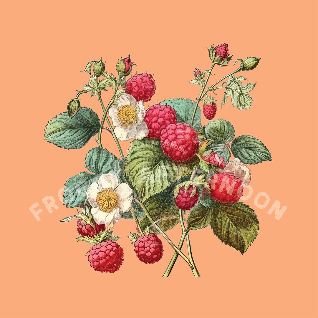 Transparent Vintage Raspberry PNG / Old-fashioned Raspberries Art for ...