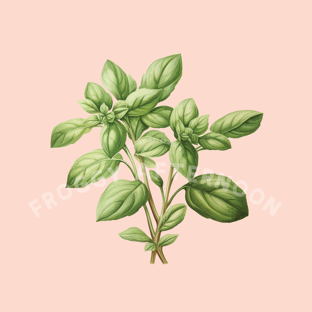Transparent Vintage Basil PNG / Old-fashioned Basil Herb Art for Cards ...