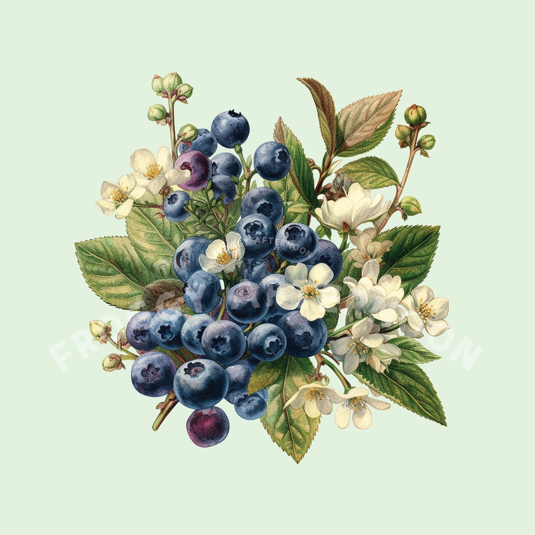 Transparent Vintage Blueberry PNG / Old-fashioned Blueberries Art for ...