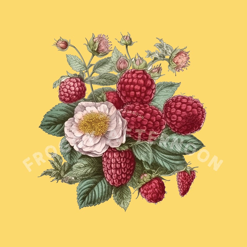 Transparent Vintage Raspberry PNG / Old-fashioned Raspberries Art for ...