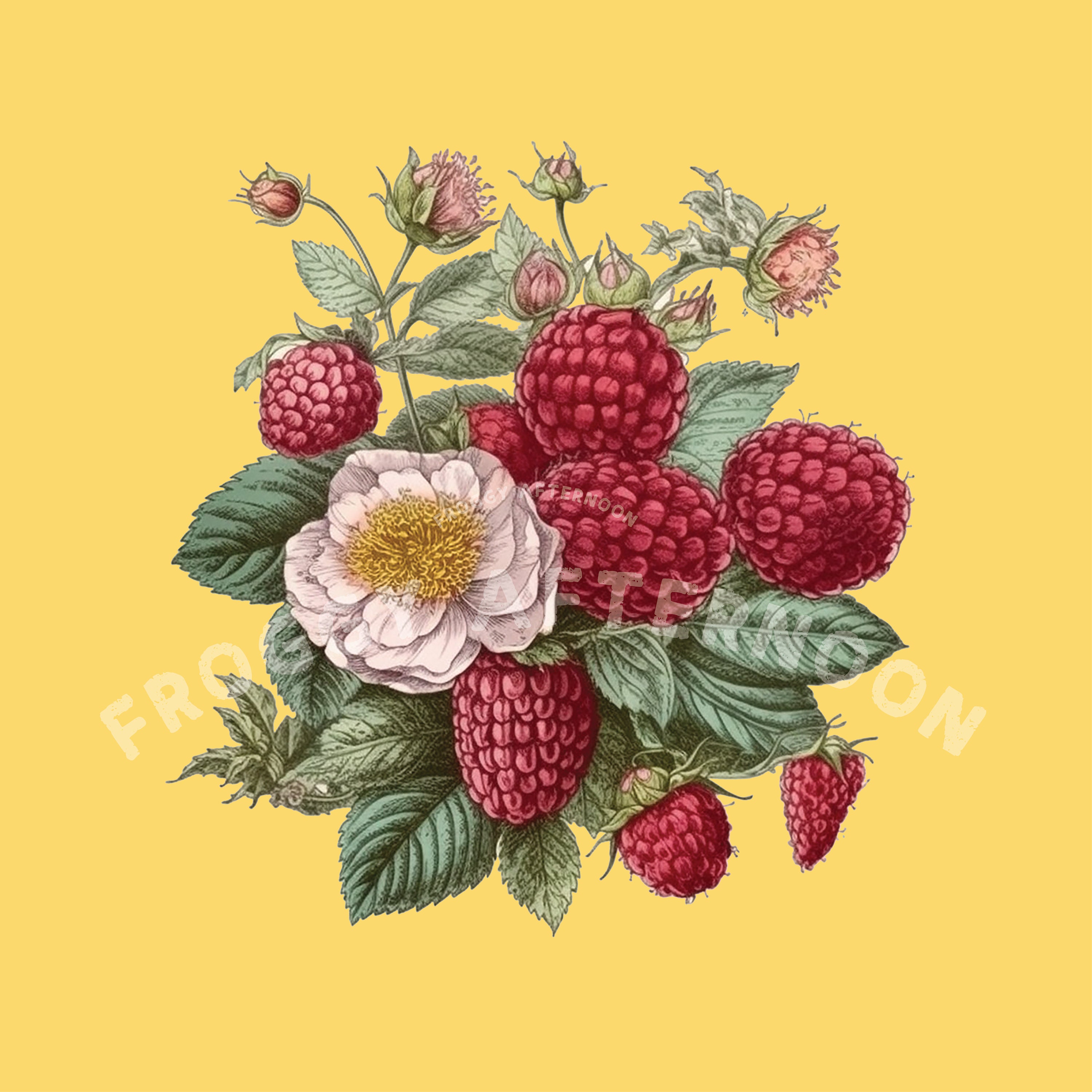 Transparent Vintage Raspberry PNG / Old-fashioned Raspberries Art for ...