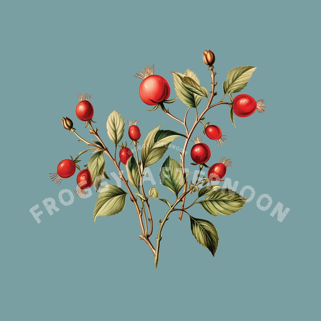 Transparent Vintage Rose Hip PNG / Old-fashioned Rosehip Art for Cards ...
