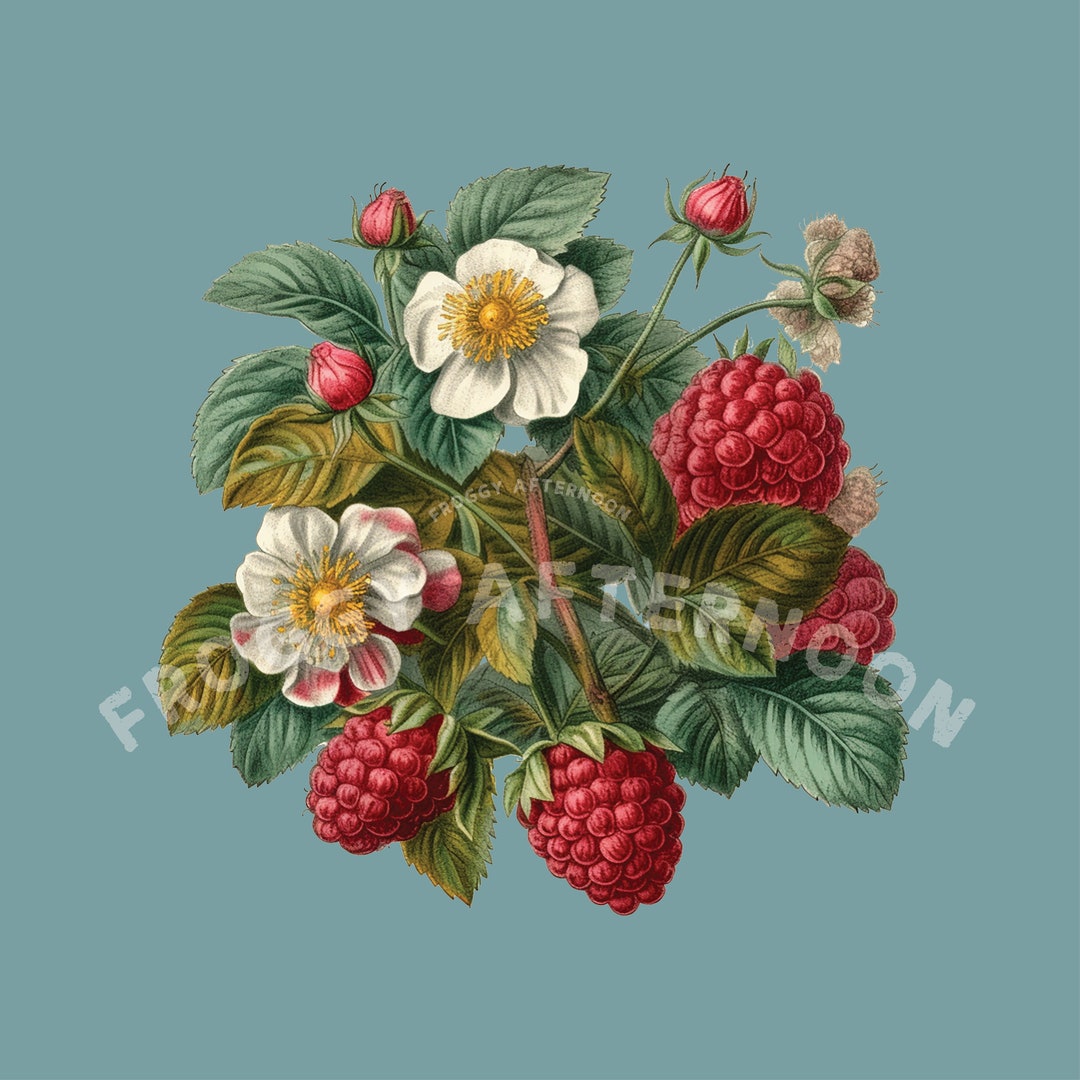 Transparent Vintage Raspberry PNG / Old-fashioned Raspberries Art for ...