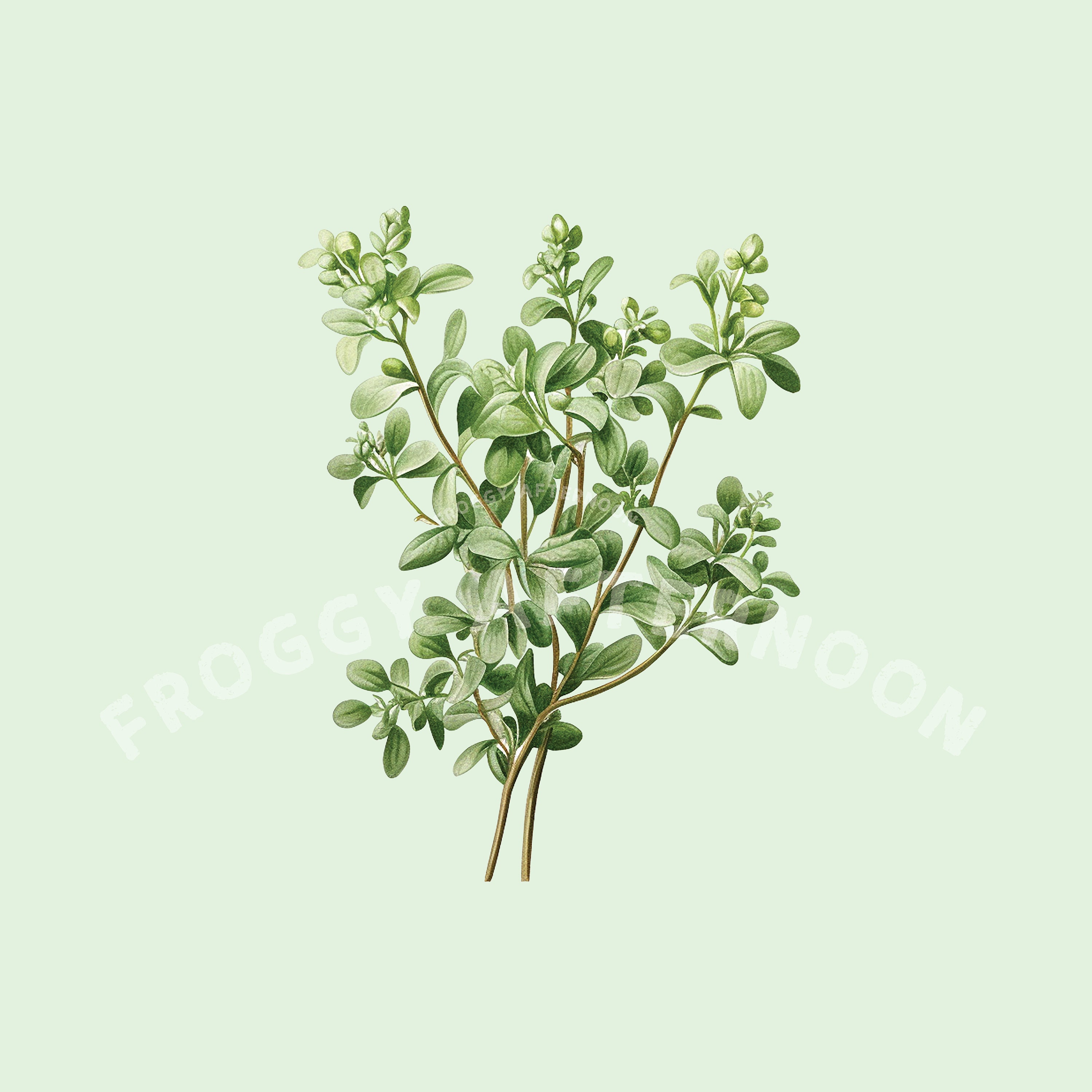 Transparent Vintage Thyme PNG / Thyme Herb Clipart Digital Download ...