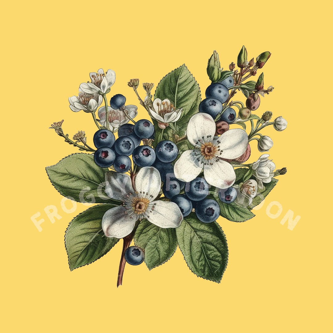 Transparent Vintage Blueberry PNG / Old-fashioned Blueberries Art for ...