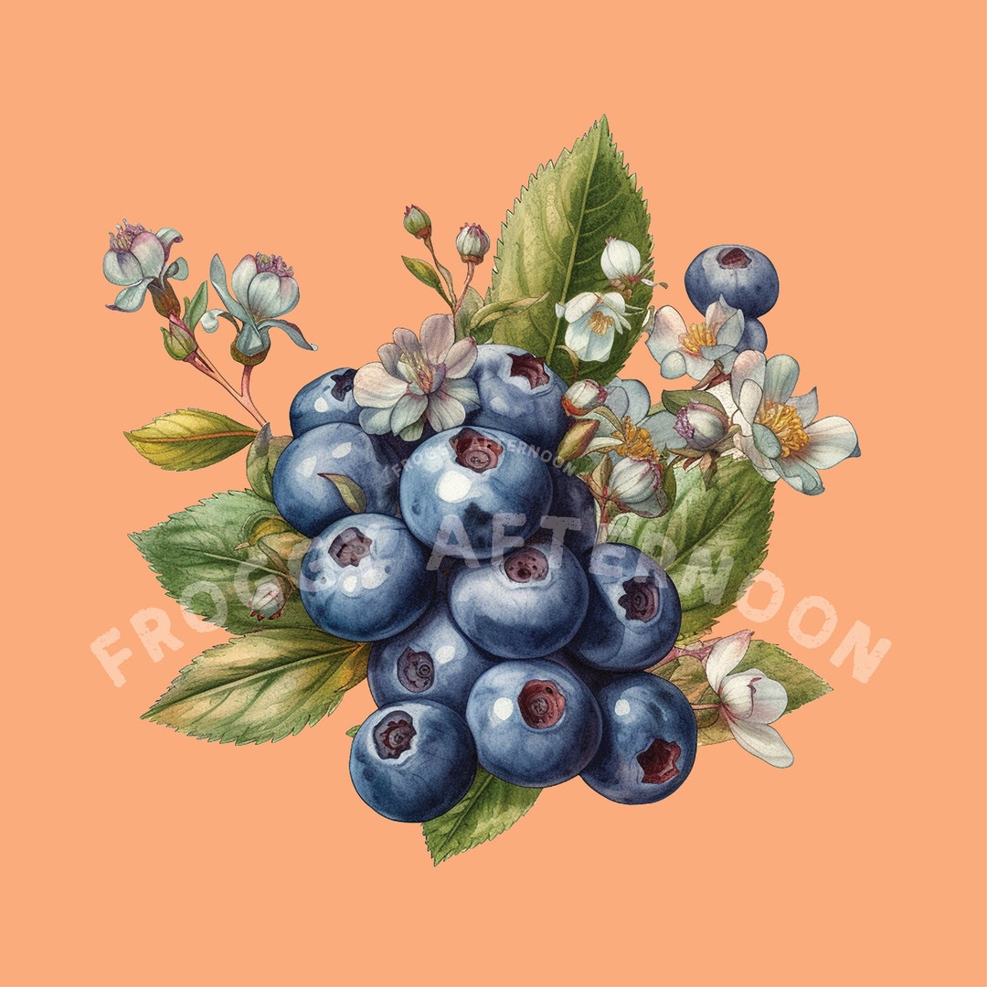 Transparent Vintage Blueberry PNG / Old-fashioned Blueberries Art for ...